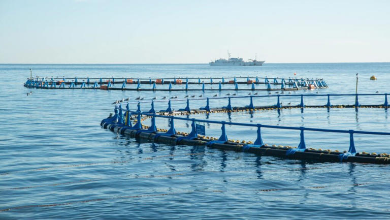 Fish farm raises alarms over potential environmental damage
