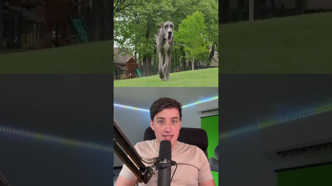 Meet the dog once measured as the tallest in the world