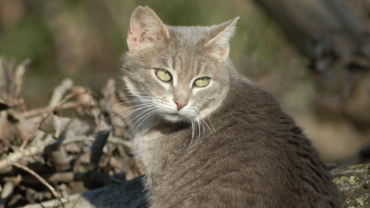How to know if you hurt your cat's feelings (and how to apologize so ...