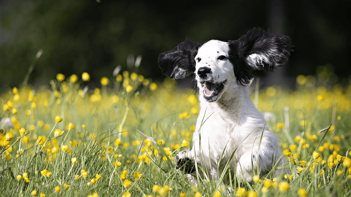 Your dog wants you to know he chose you as his special person by doing ...