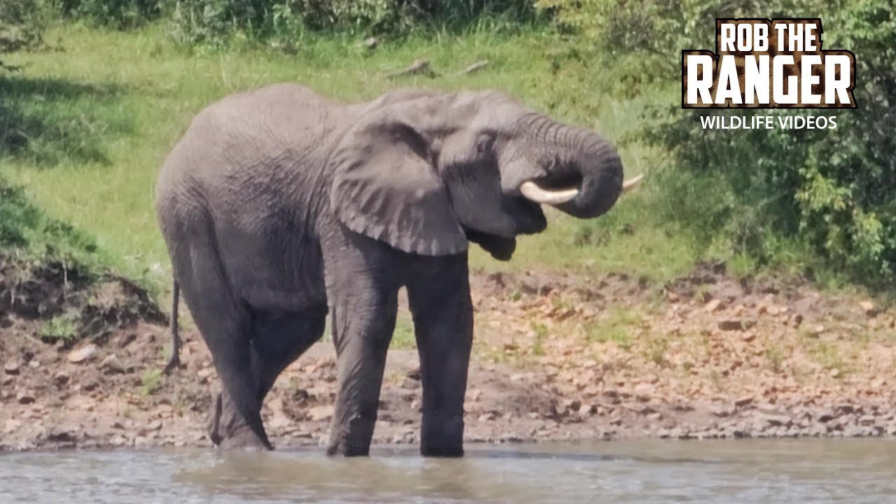Wild animals gather at the dam for water
