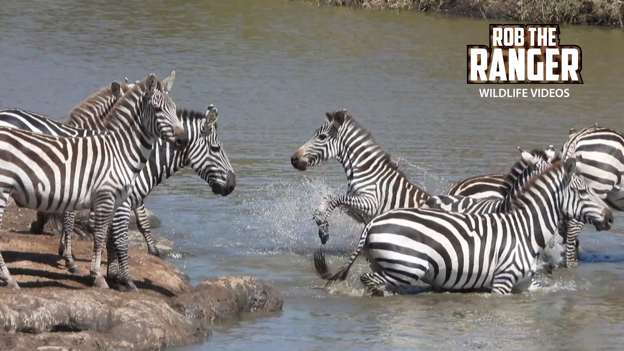 Witness this massive zebra crossing at Zebra Plains Maasai Mara Safari