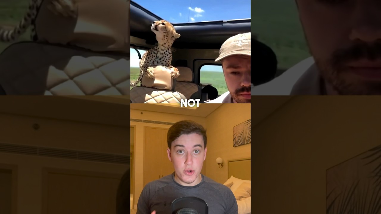 What happened when a cheetah jumped into a man's vehicle