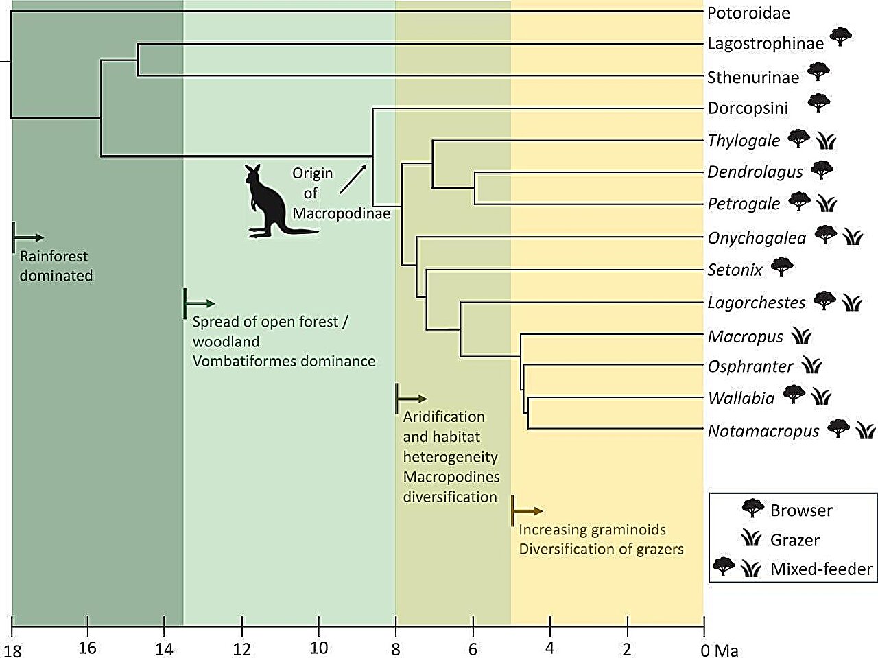 Kangaroo and wallaby evolution tied to Australia's past climate shifts