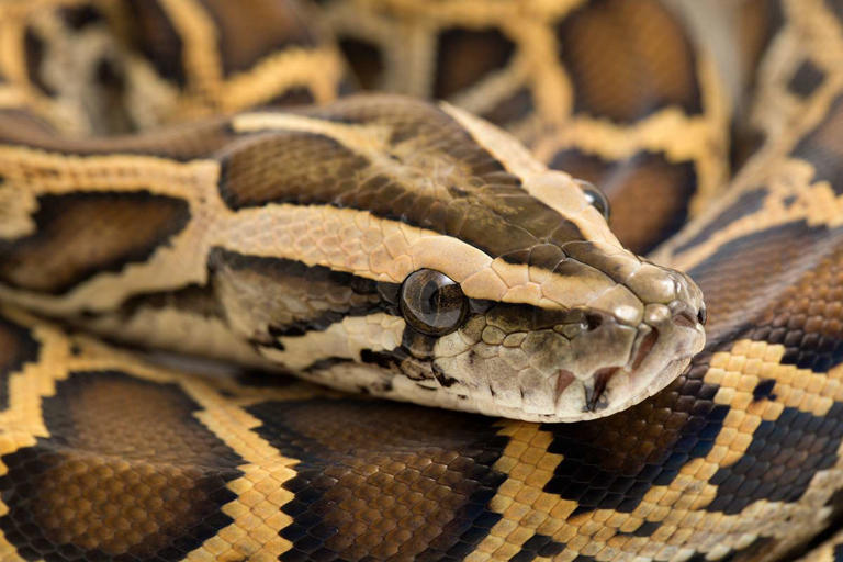 Fla. temperatures dropped to dangerous numbers for reptiles, but the ...