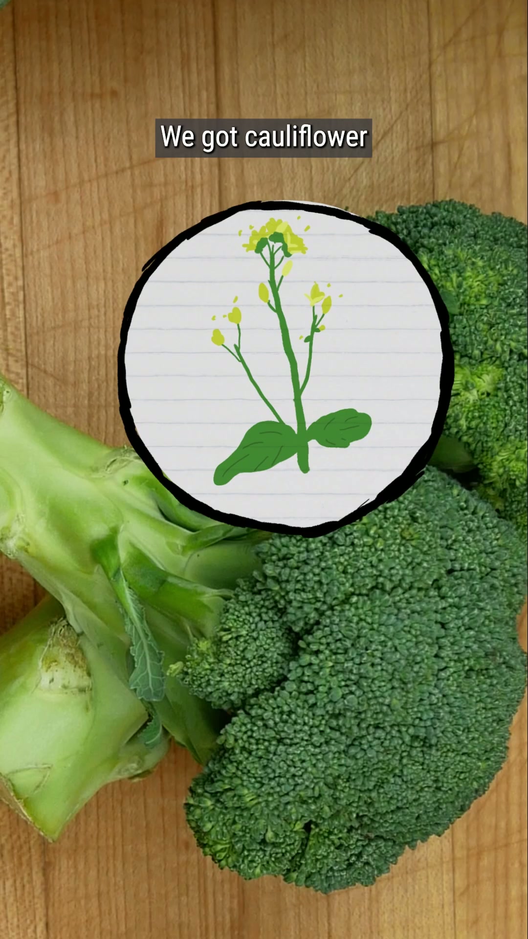 Why broccoli is like a dog