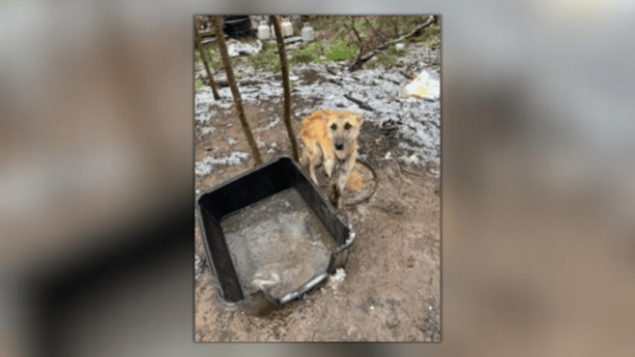 Dog left outside during winter storm in Van Zandt County, 2 arrested ...
