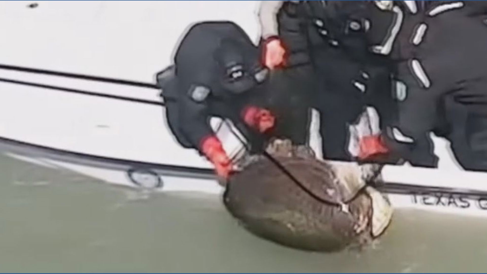 Cold-stunned sea turtle rescued off Texas coast by Texas game wardens