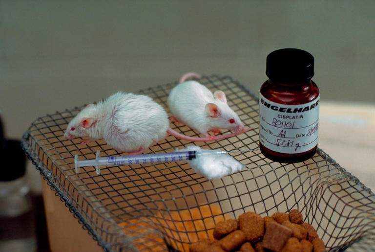 Did scientists find pancreatic cancer cure? What to know about breakthrough