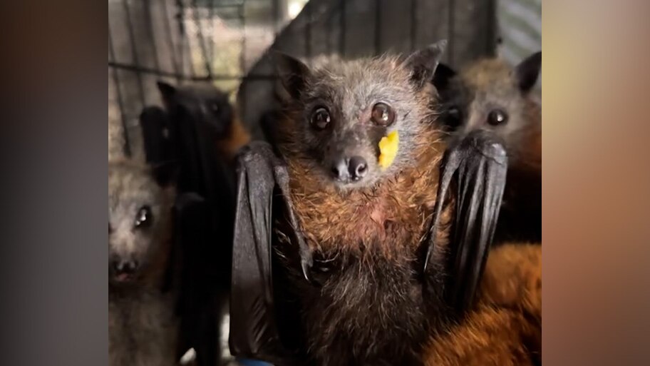 Thousands of flying foxes die, hundreds rescued, amid record-breaking ...