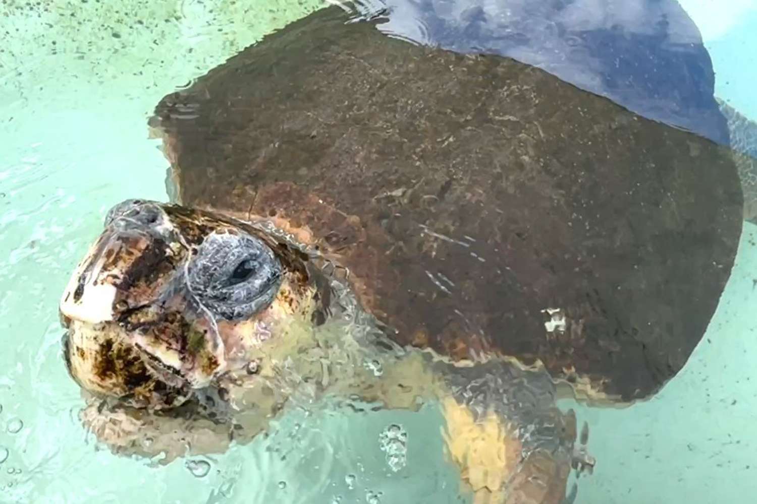 Sea turtle rescued after predator attack returns to the wild as a 3 ...