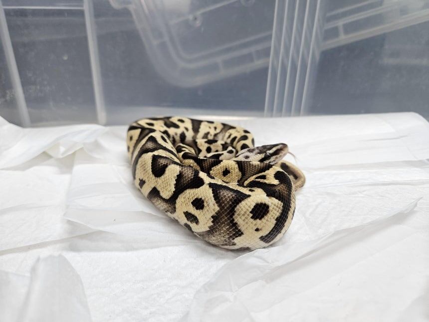 Endangered ball python found at Gangnam Station