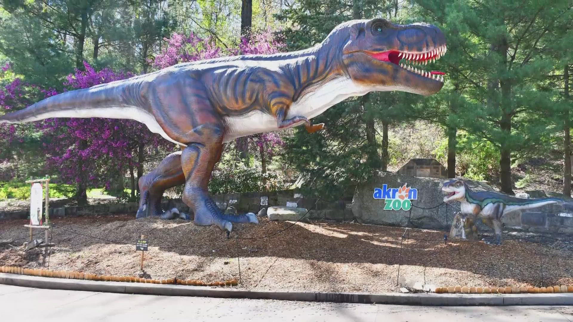Akron Zoo announces return of DinoTrek for 2026