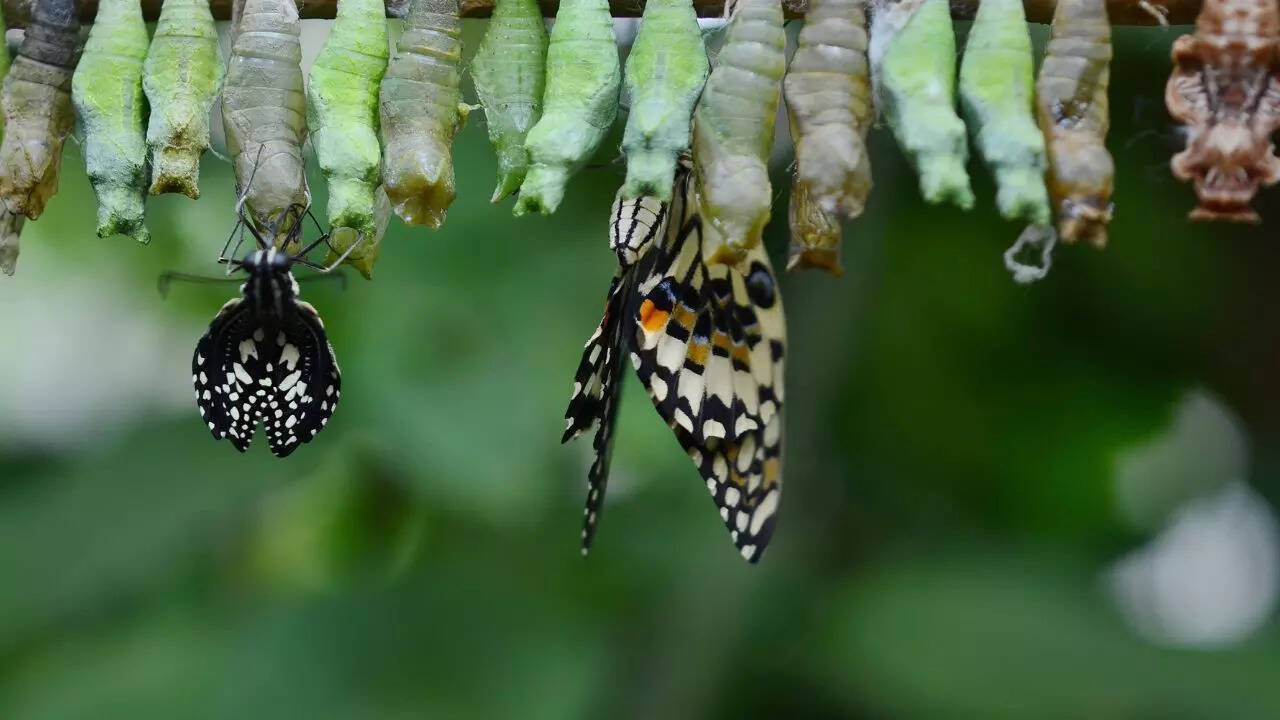 Scientists discover that butterflies remember life lessons from their ...