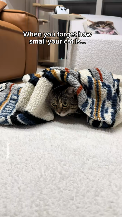 Ringo the cat’s cutest moments compilation