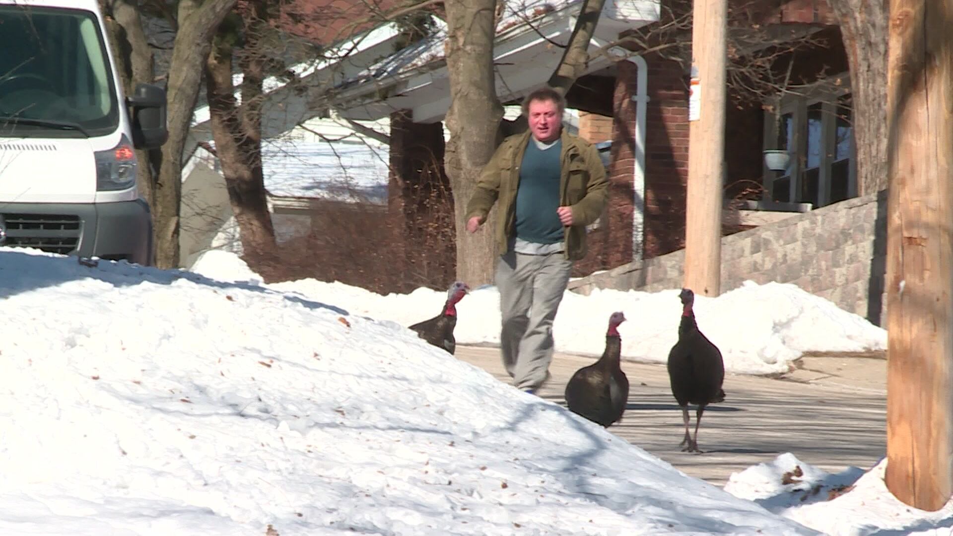 Wild turkey attacks leave neighbors concerned in Janesville