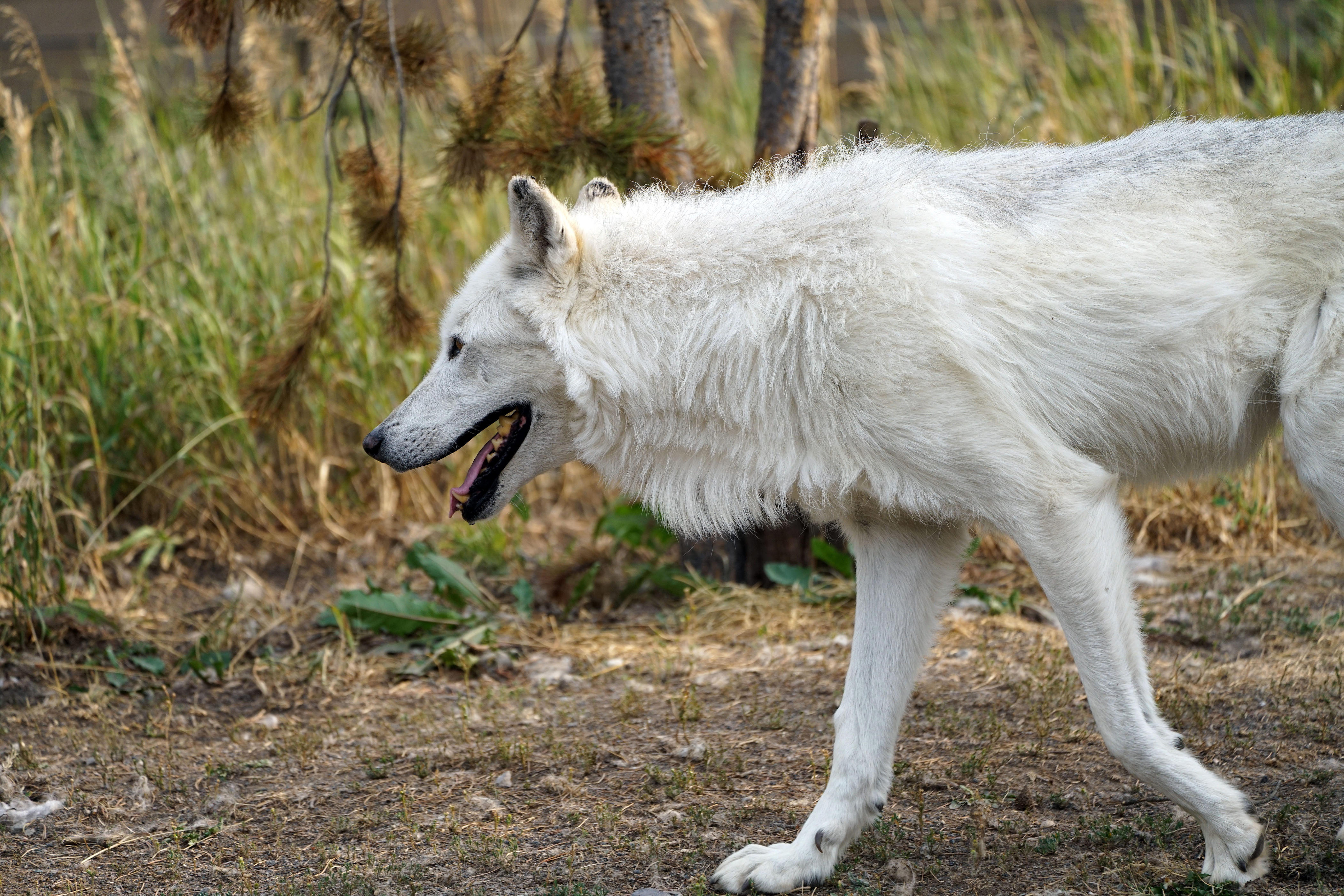 Poacher kills wolf from Yellowstone's most famous pack, officials say