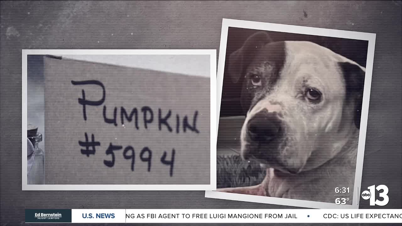 Attorney general files fraud charges against Las Vegas pet cremation ...