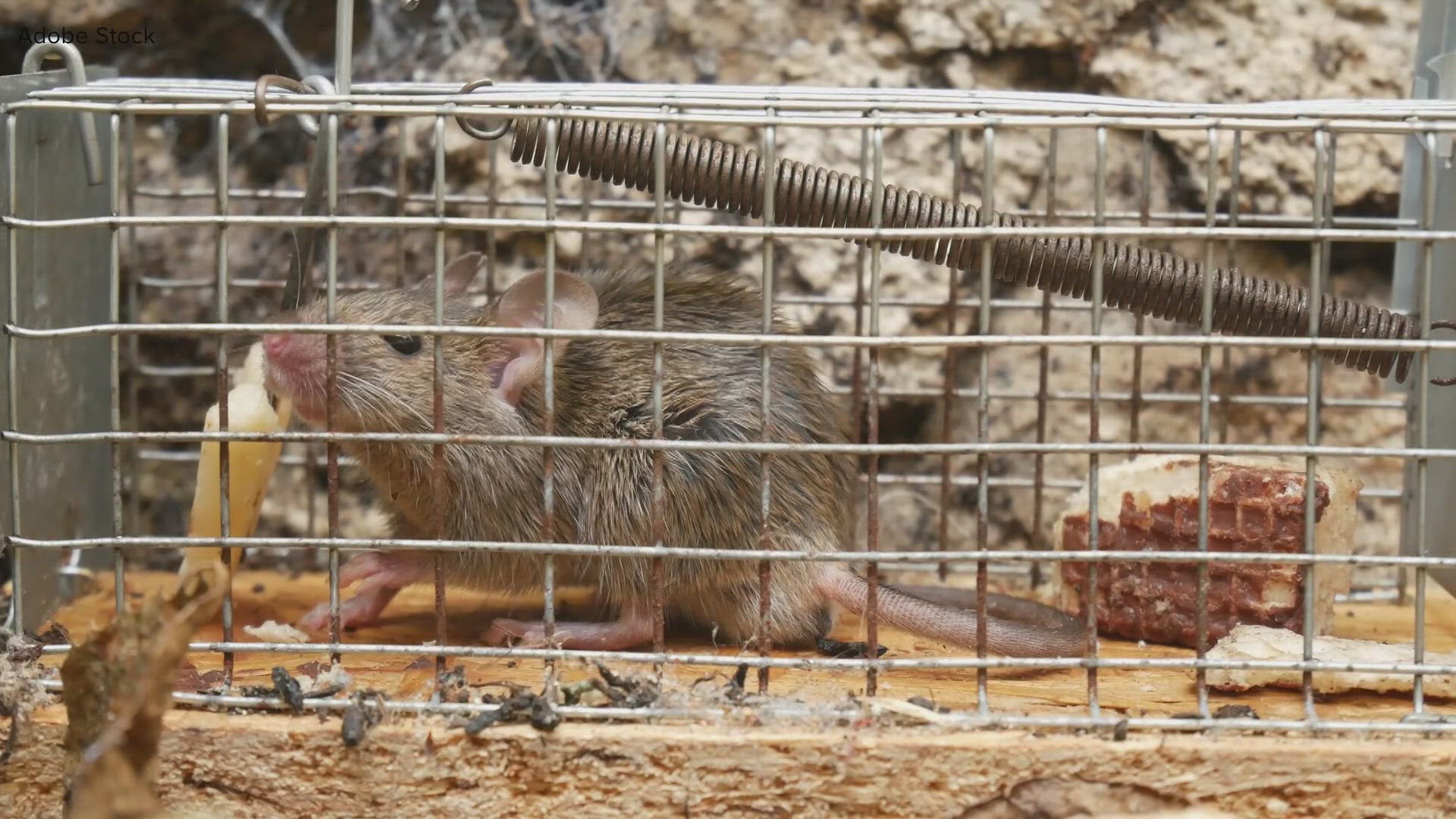 Verify: Cold weather prompts surge in home pest invasions, experts warn ...