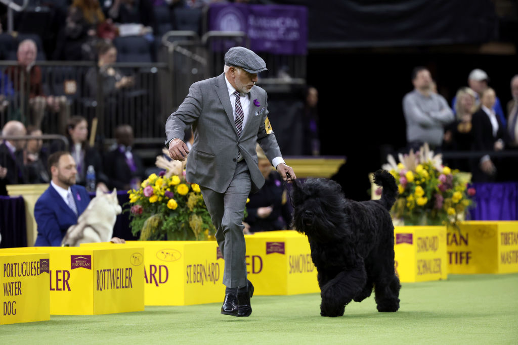 2026 Westminster Dog Show: Schedule, how to watch, dates, TV, streaming