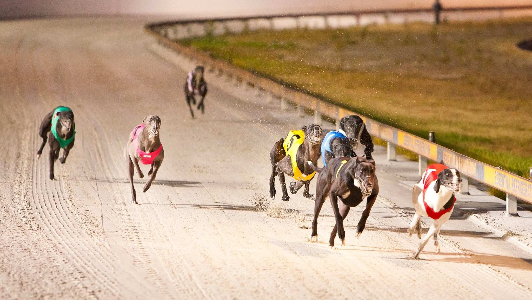 Cannington greyhound racing 'carnage' prompts phase out calls