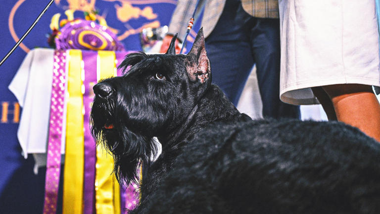 2026 Westminster Dog Show: Schedule, how to watch, dates, TV, streaming