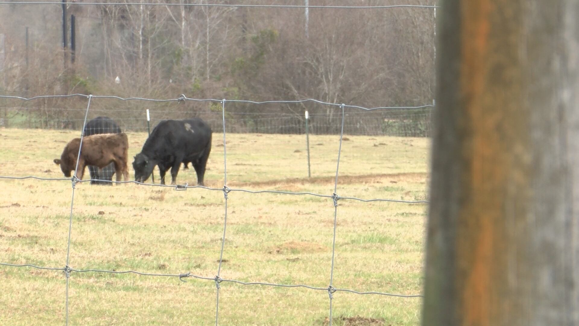Experts share advice for managing cattle in frigid temperatures