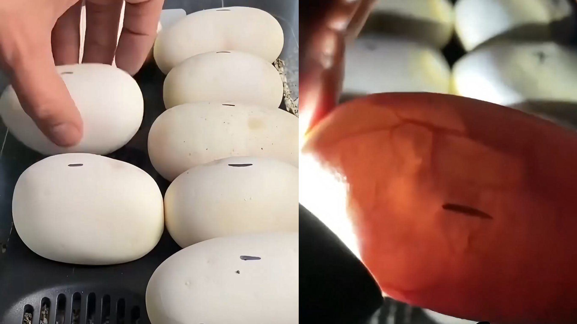 Ball python hatch!