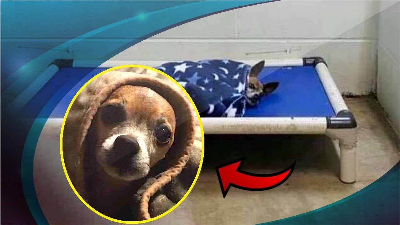 Senior shelter dog finds comfort tucking himself in while waiting for a ...