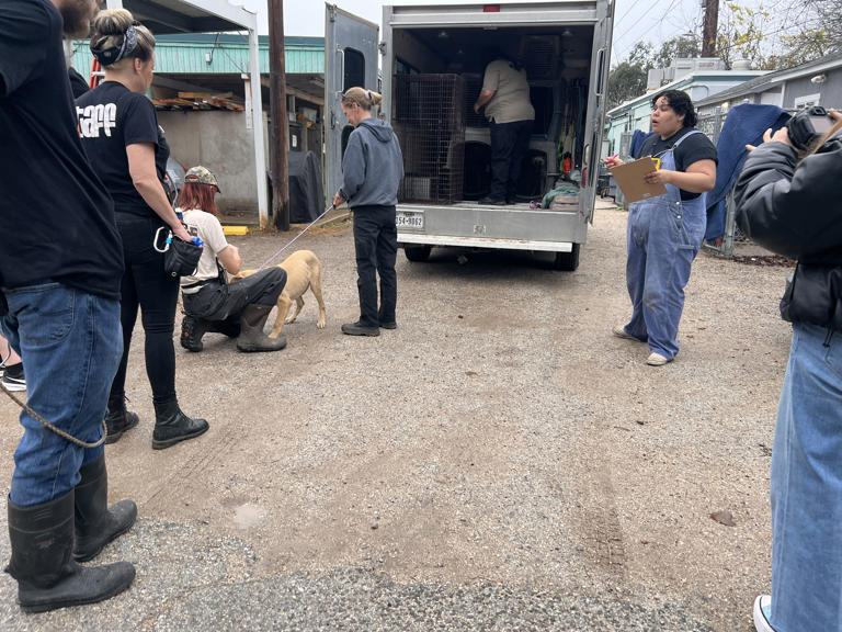 Pre-winter storm surge helped, but demand for fosters constant, Austin ...