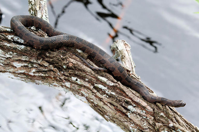 Fla. temperatures dropped to dangerous numbers for reptiles, but the state's invasive pythons ...