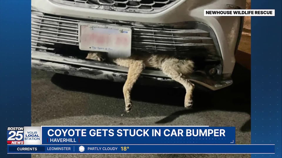 Coyote survives after being hit by car, stuck inside grill of car in ...