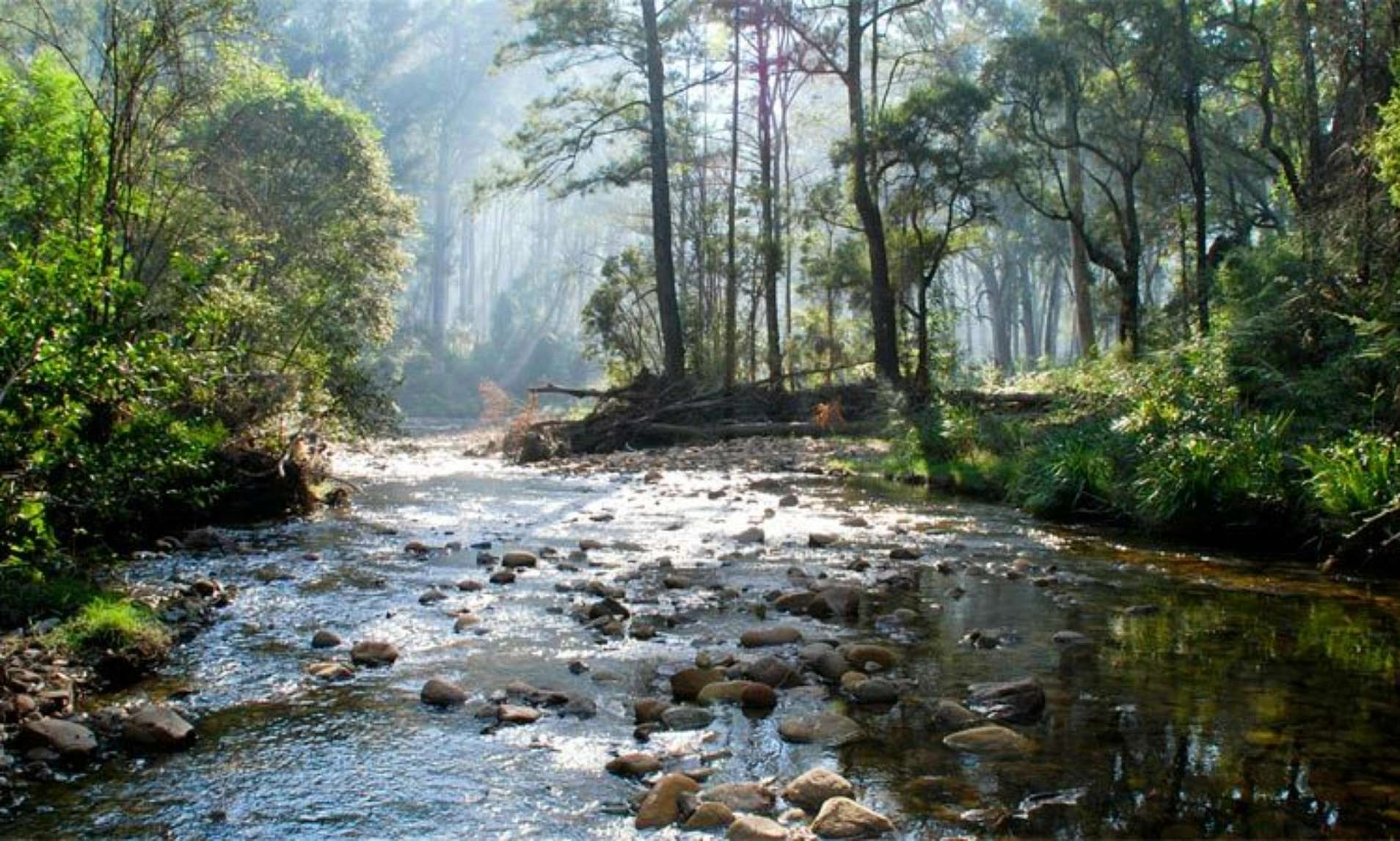 Tragedy in the Blue Mountains: Boy found dead after vanishing on ...