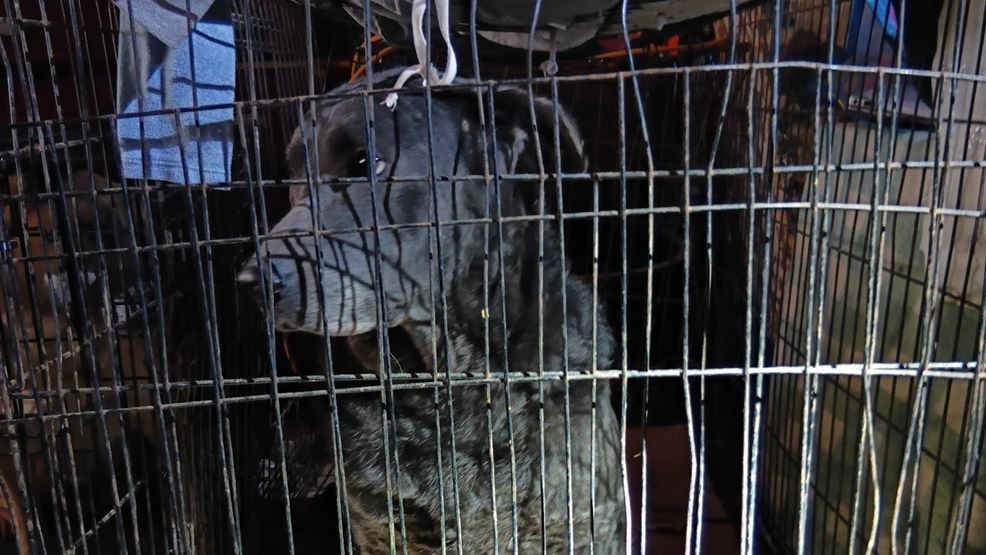 22 animals seized from 'horrible and filthy' conditions in Delaware County