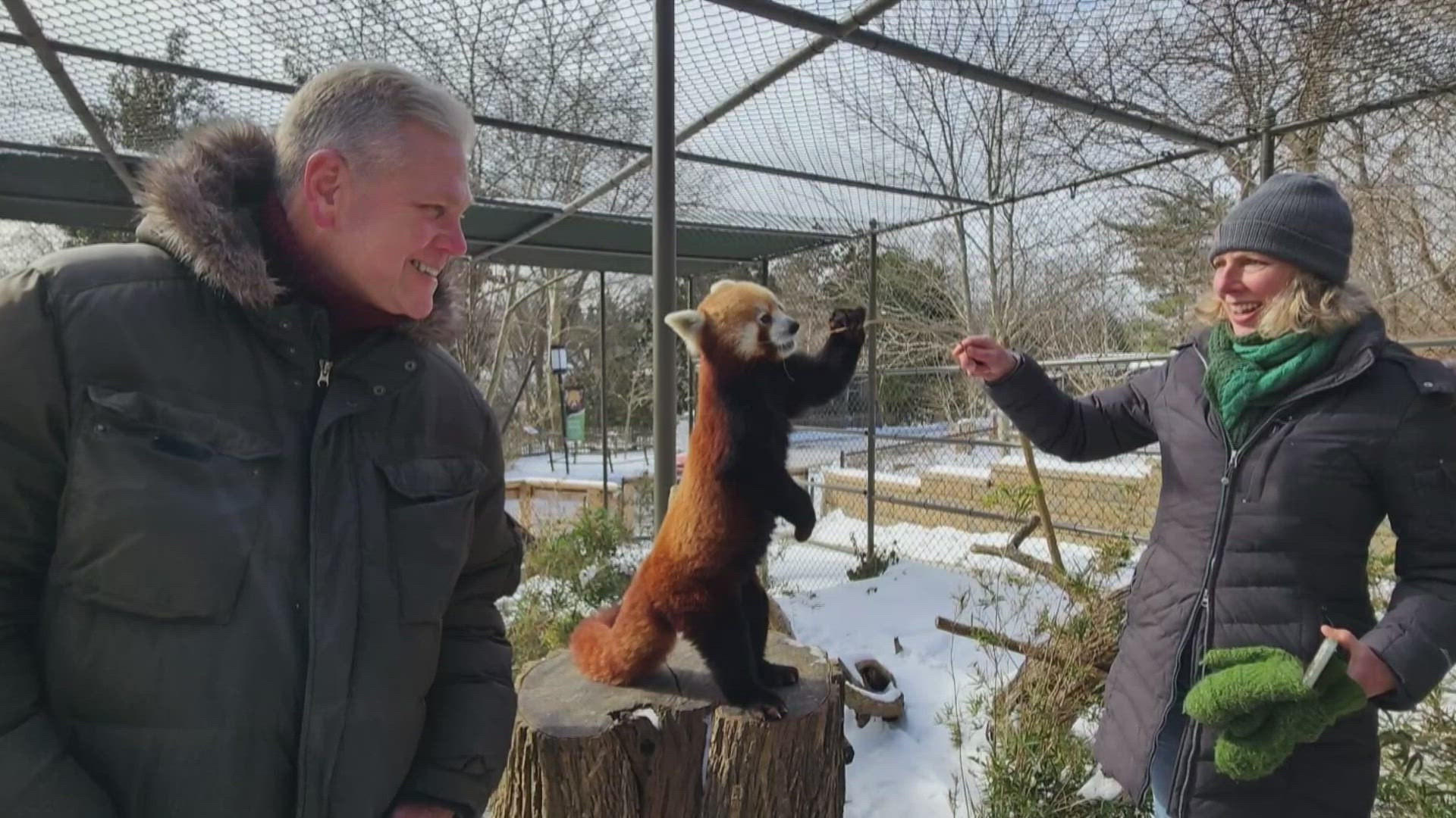Reason to smile: Doug Proffitt feeds the Louisville Zoo's red panda