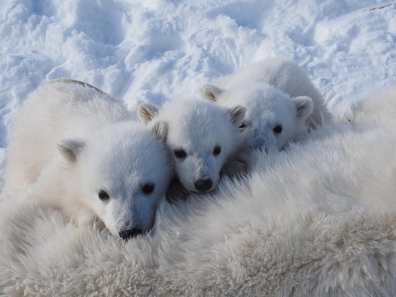 These polar bears have been doing well despite loss of sea ice
