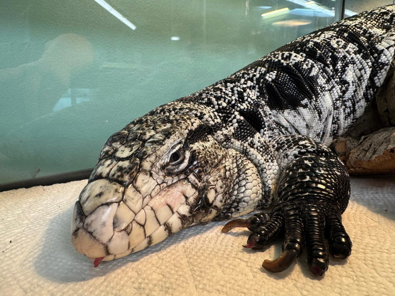 Local wildlife center helps large out-of-place reptile found in storm