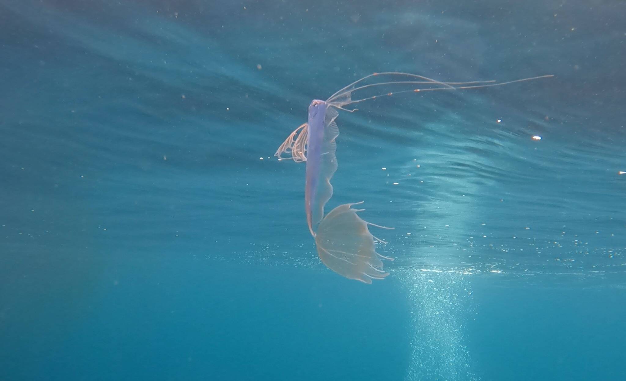 Diver shocked when he spots rare deep sea fish in only 15 feet of water