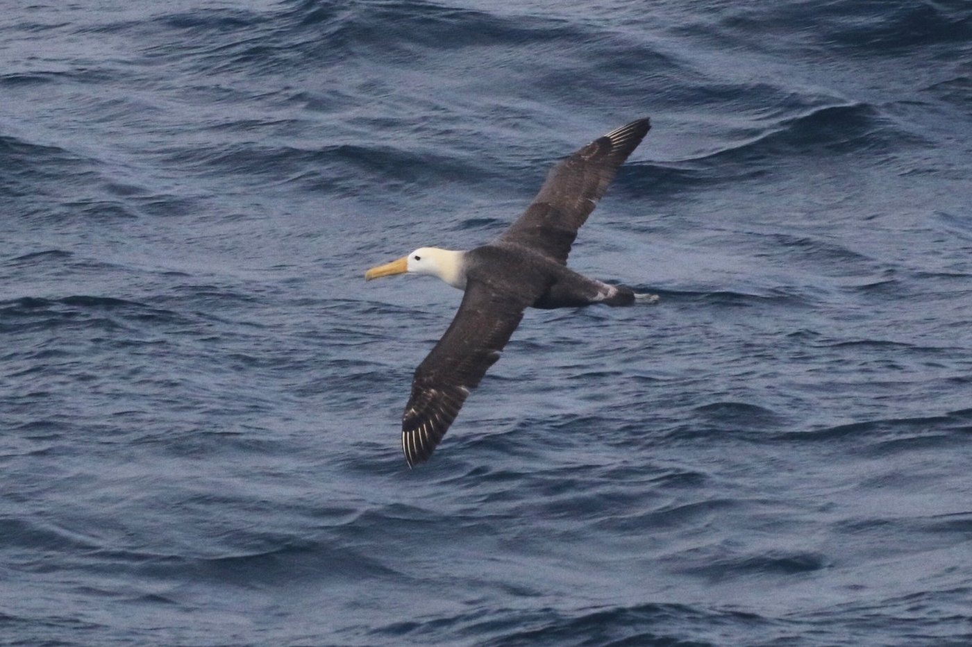 Scientists marvel at a Galapagos seabird that wandered 3,000 miles to ...