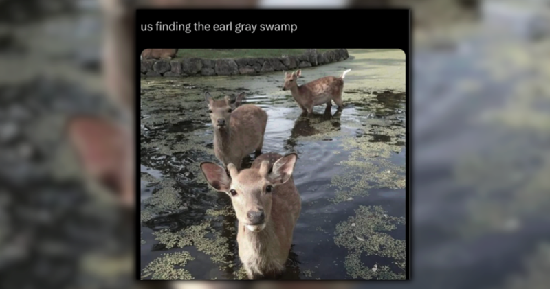 21 wistful woodland creature memes for some winter wonderland whimsy
