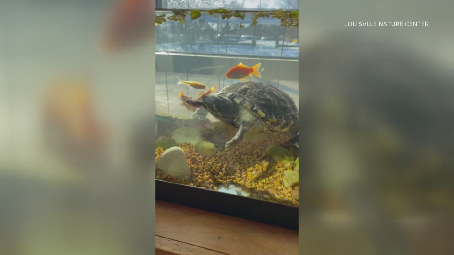 Don't feel like Valentine's Day? Turn your grudge into turtle food