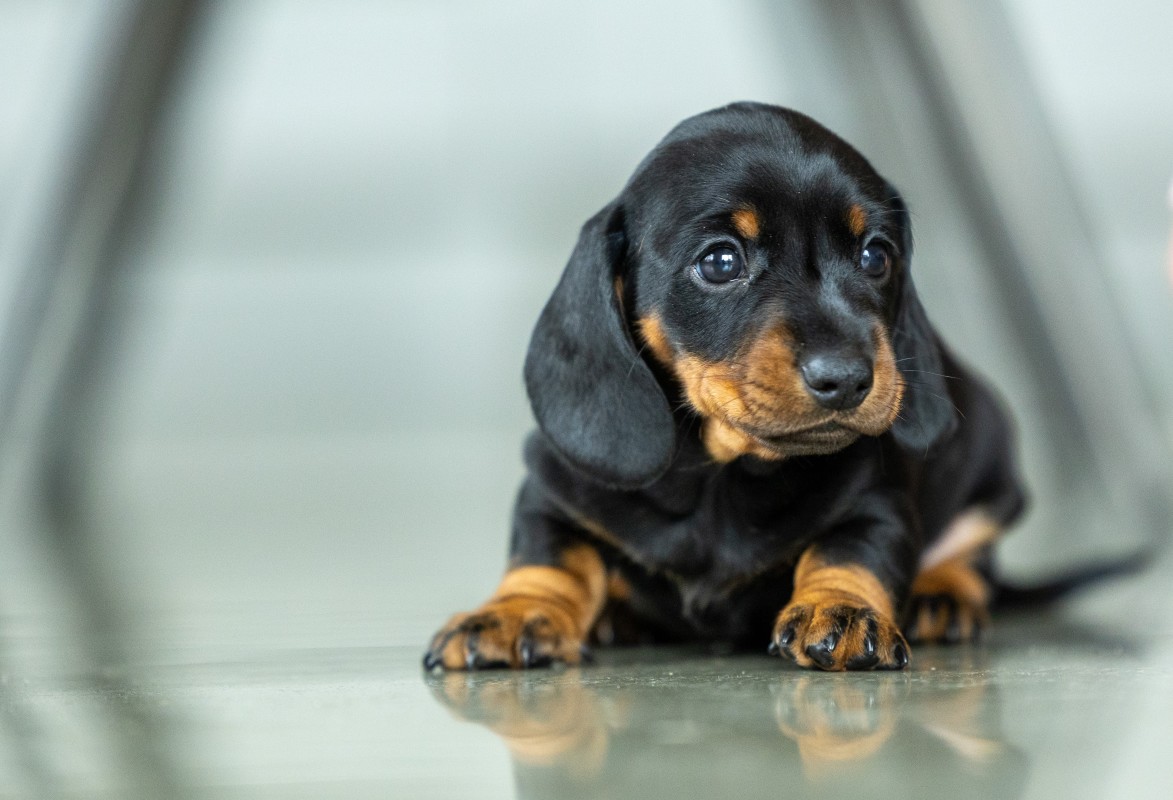 5-week-old dachshund puppy's tiny, tender kisses will warm your heart