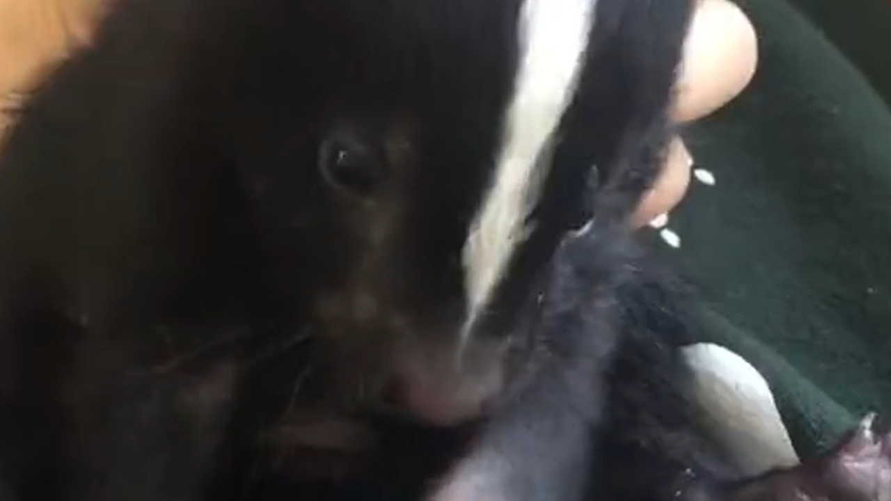 Adorable baby skunk steals the show