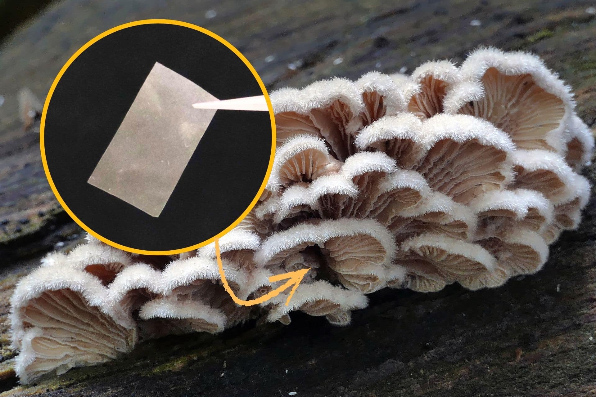 Scientists develop live and edible material that could replace plastic