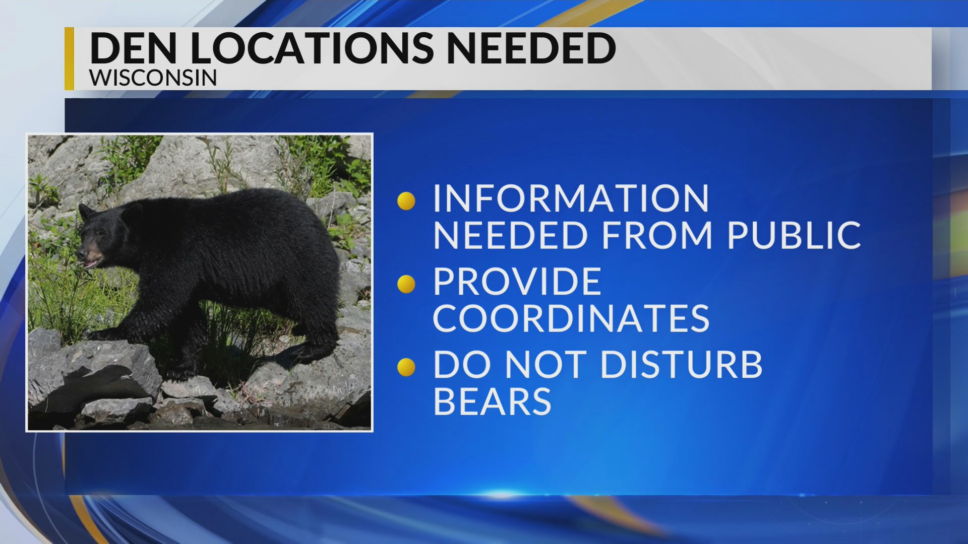 DNR asking Wisconsinites to report black bear den locations, help ...