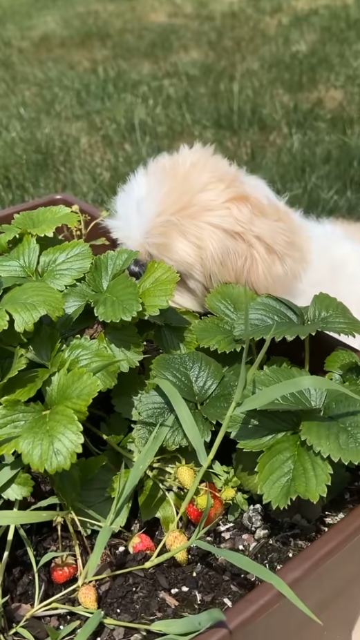 I’ll help myself – funny dog moment