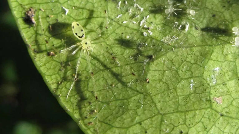 Meet the Hawaiian spider that looks like it’s smiling back at you