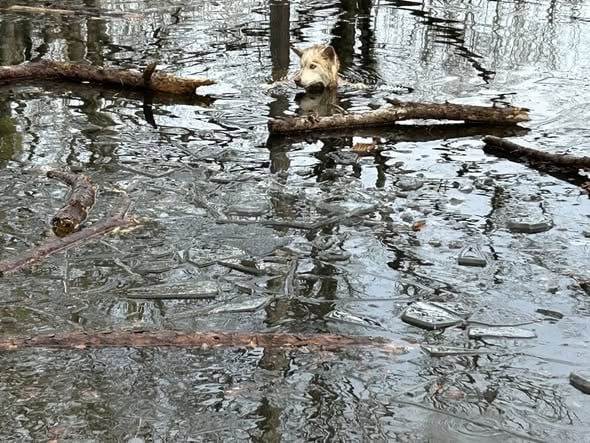 Dog stranded 25 feet from shore rescued from frozen Cherokee County pond