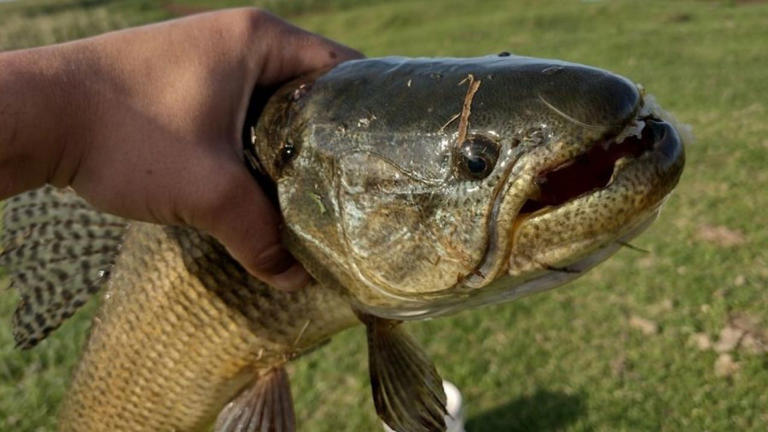 Grandes tarariras en lagunas solitarias de Colonia La Suiza