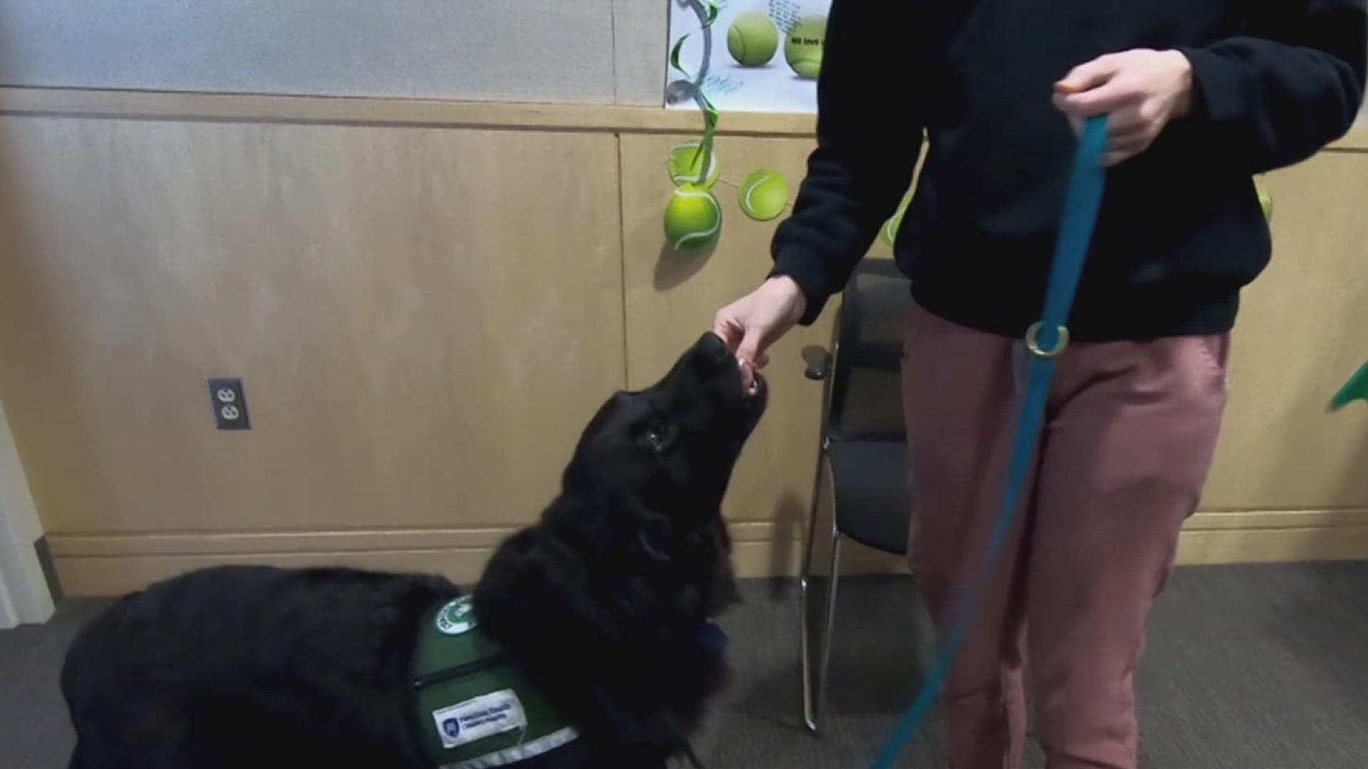 Therapy dog Pilot retires from Penn State Health